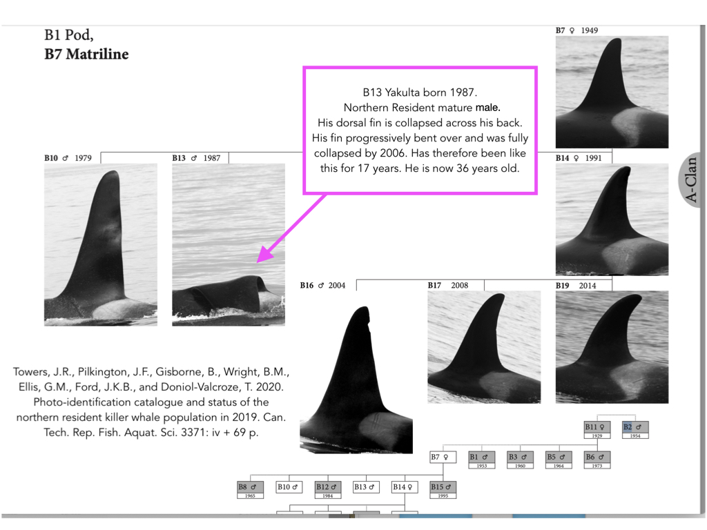 Yes, he's an Orca. | MERS Marine Education & Research Society