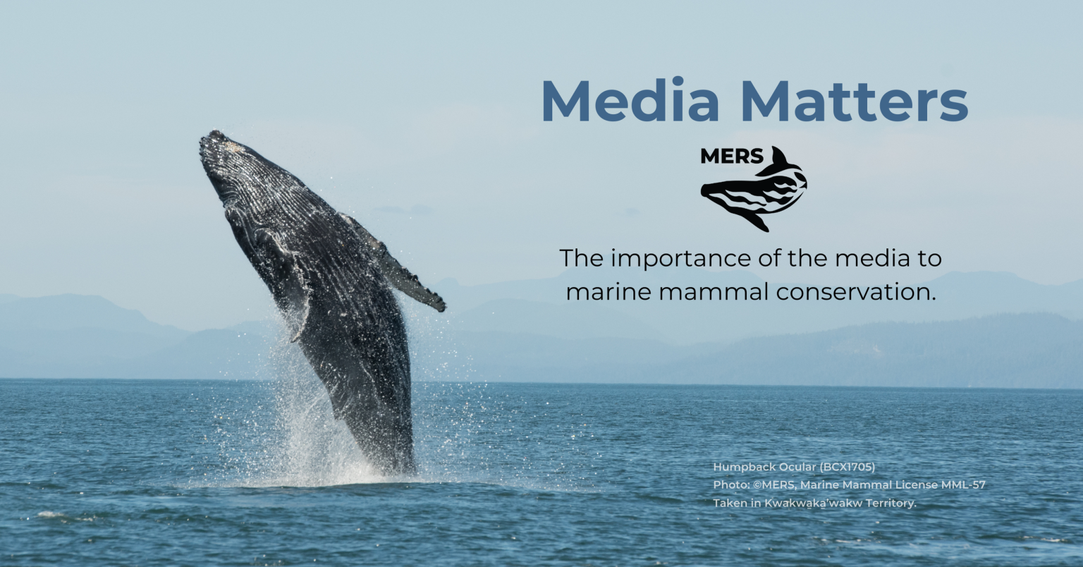 Yes, he's an Orca. | MERS Marine Education & Research Society